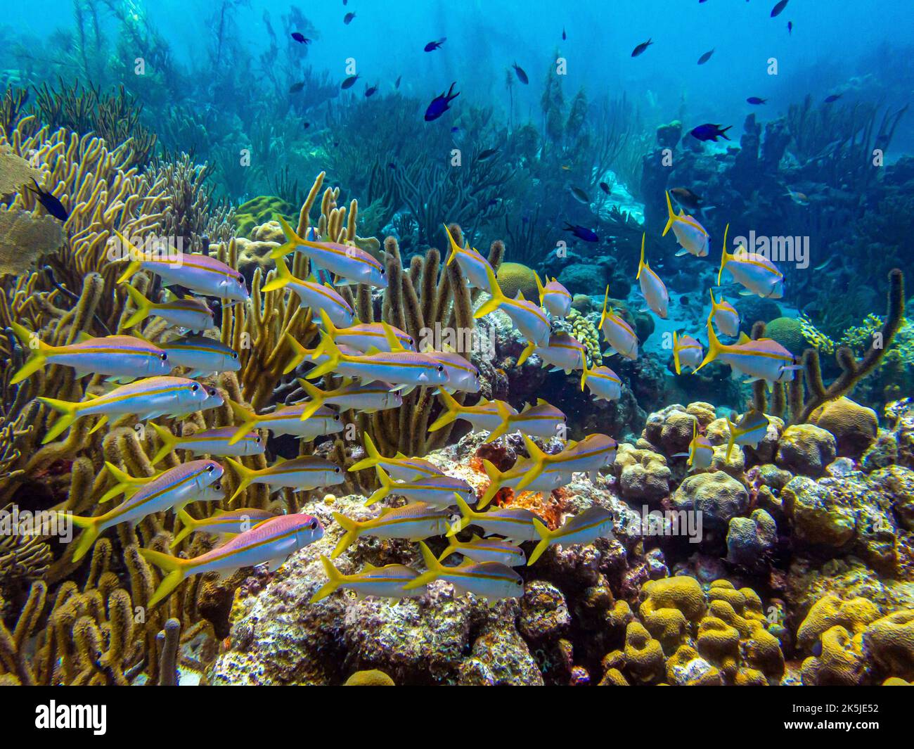 Yellowtail snapper,Ocyurus chrysurus is an abundant species of snapper ...