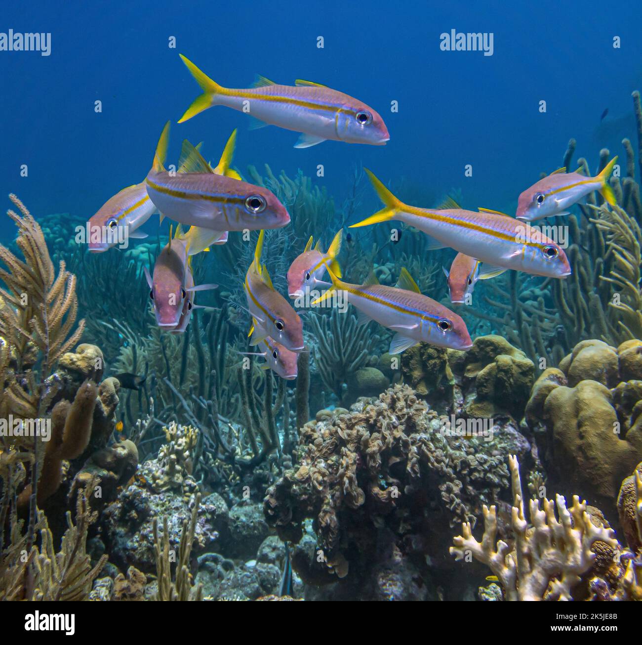 Yellowtail snapper,Ocyurus chrysurus is an abundant species of snapper ...