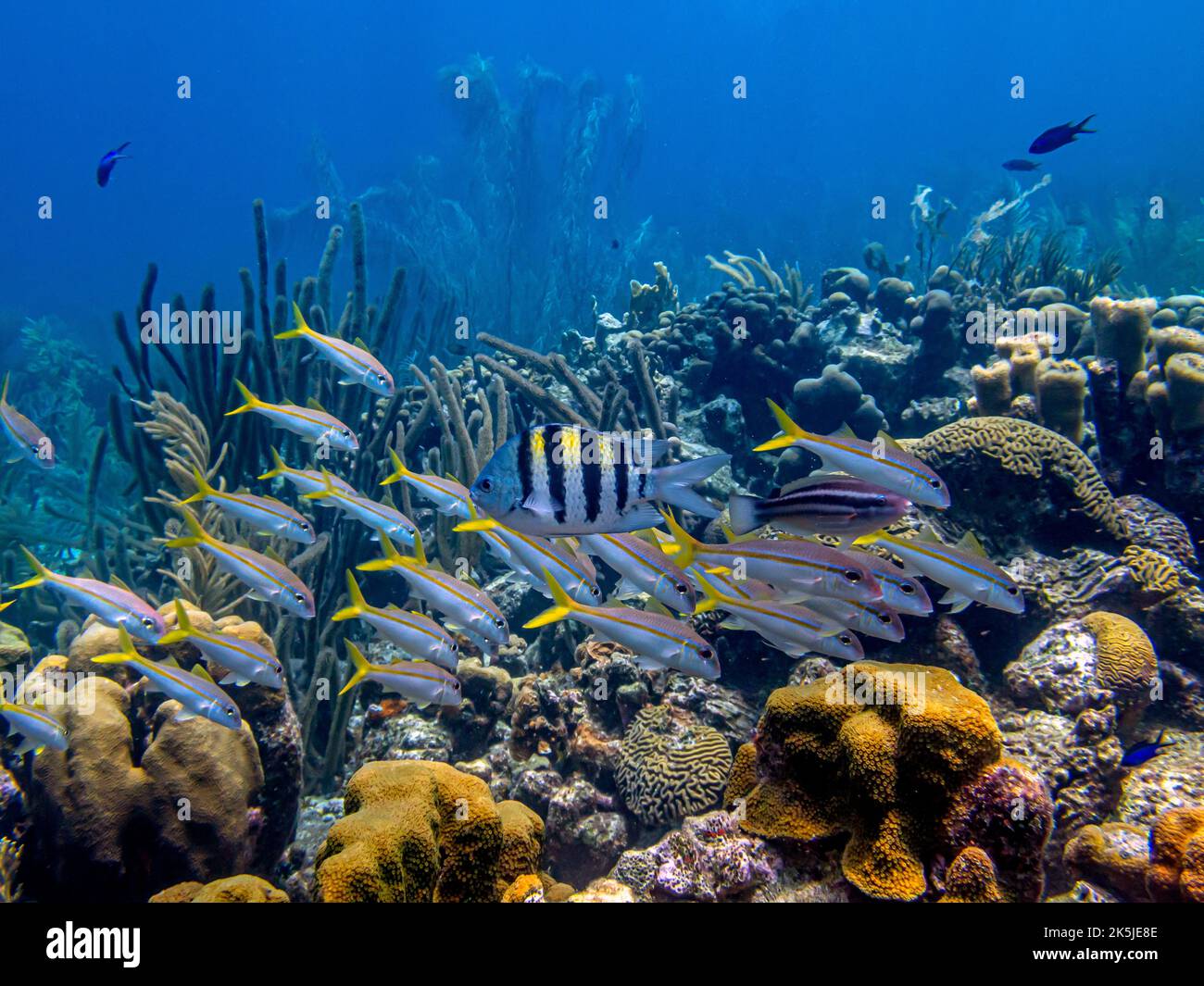 Yellowtail snapper,Ocyurus chrysurus is an abundant species of snapper ...