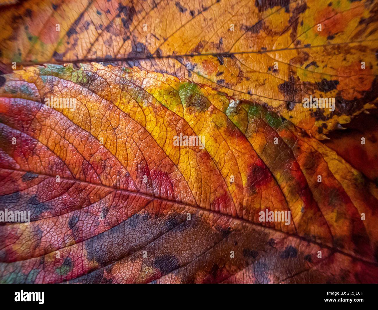 Autumn fall foliage in forest Stock Photo - Alamy