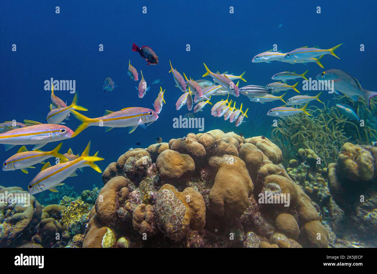 Yellowtail snapper,Ocyurus chrysurus is an abundant species of snapper ...