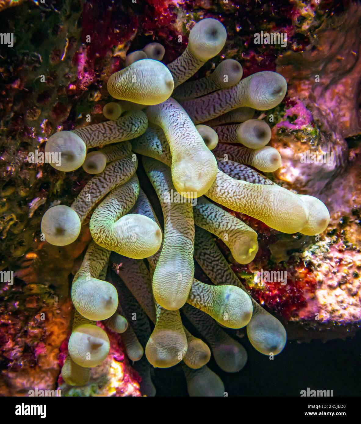 Sea anemones are a group of marine, predatory animals of the order ...