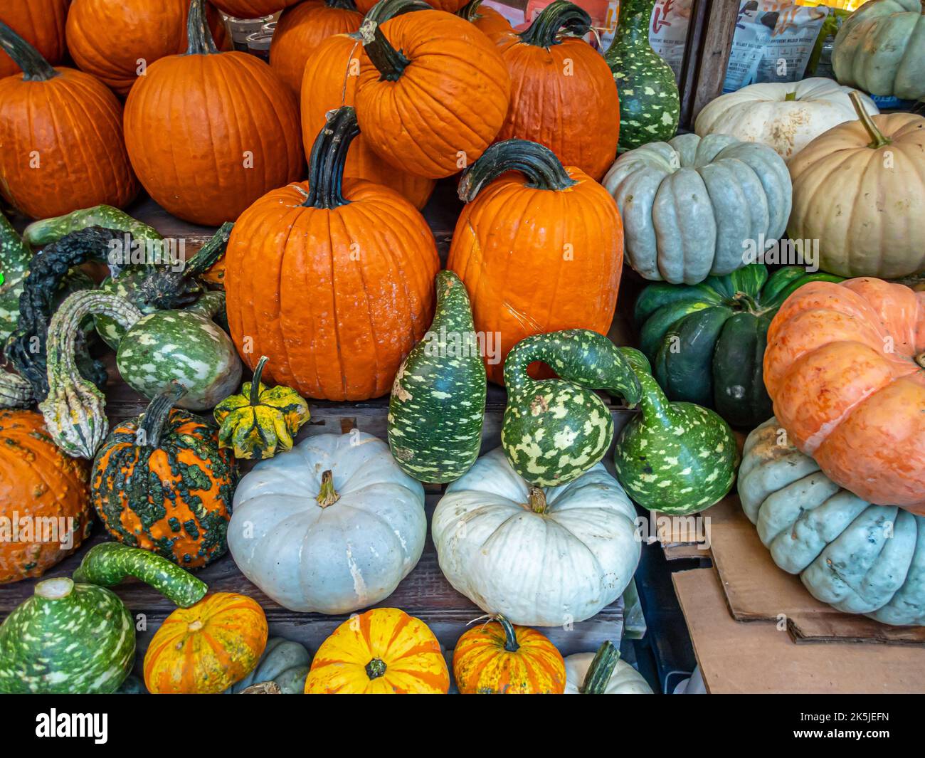 A pumpkin is a cultivar of a squash plant, most commonly of Cucurbita ...