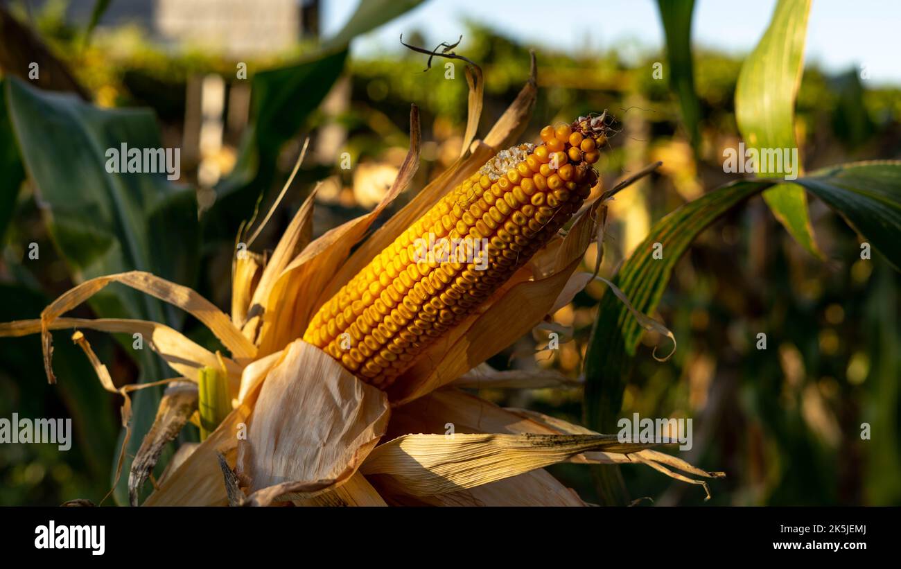 Corn stalk fuel hi-res stock photography and images - Alamy