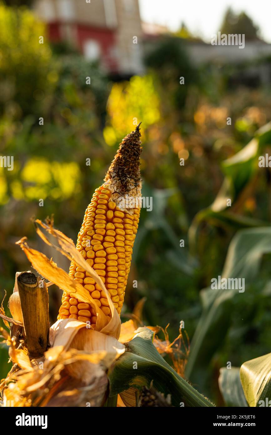 Corn stalk fuel hi-res stock photography and images - Alamy