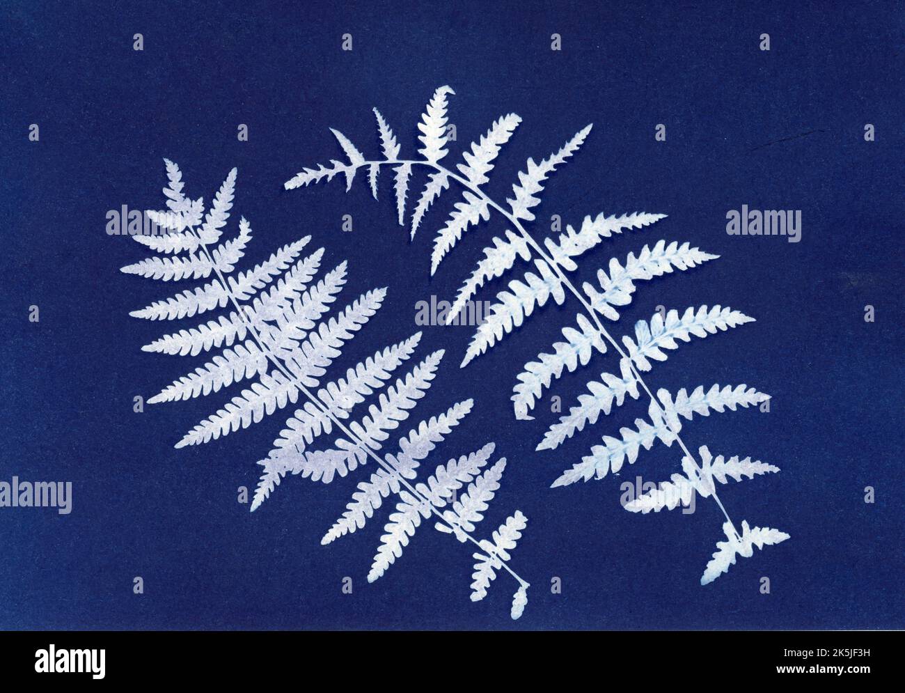 Alternative photography hi-res stock photography and images - Alamy