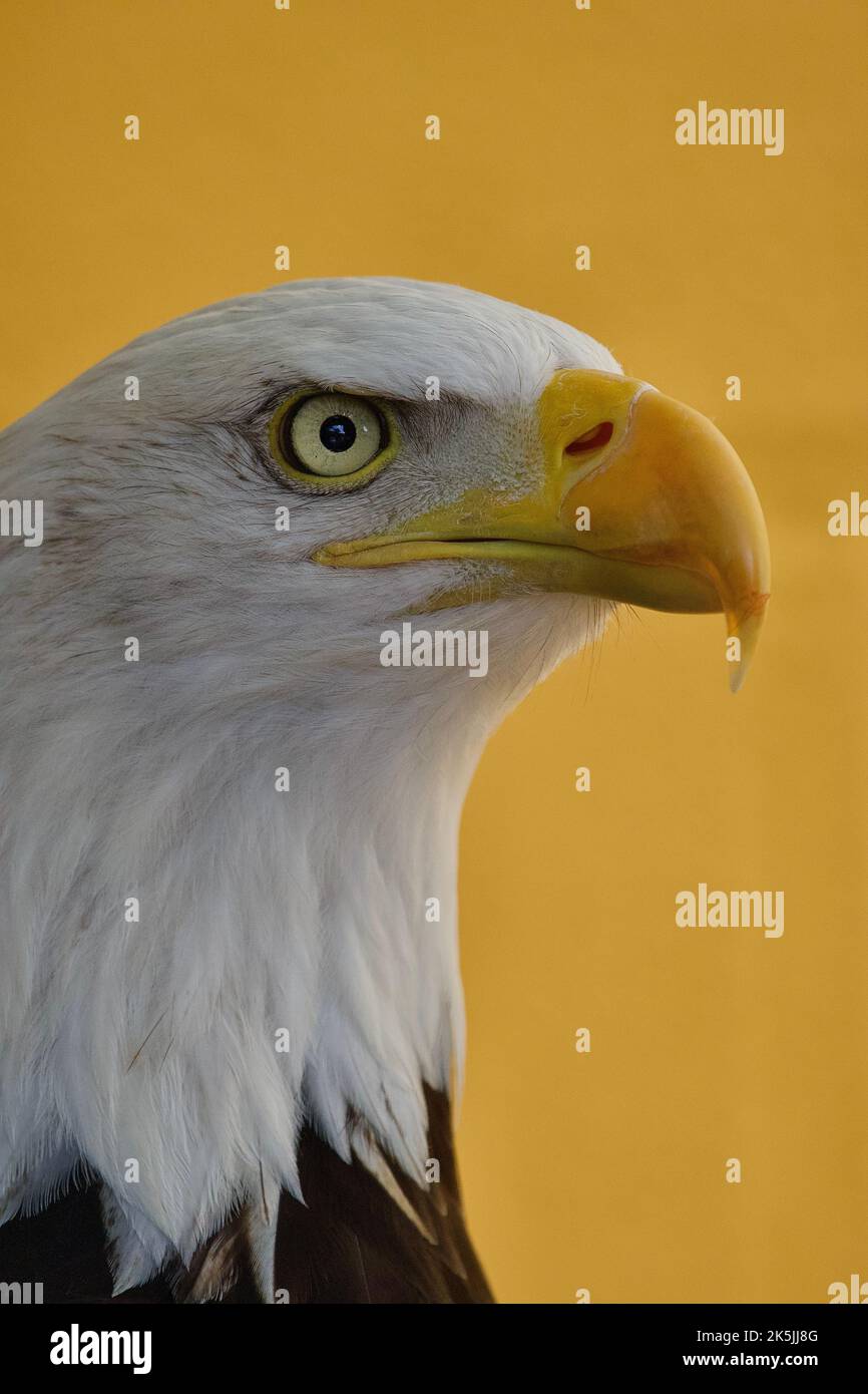 A vertical closeup shot of a majestic bald eagle with proud pale green ...