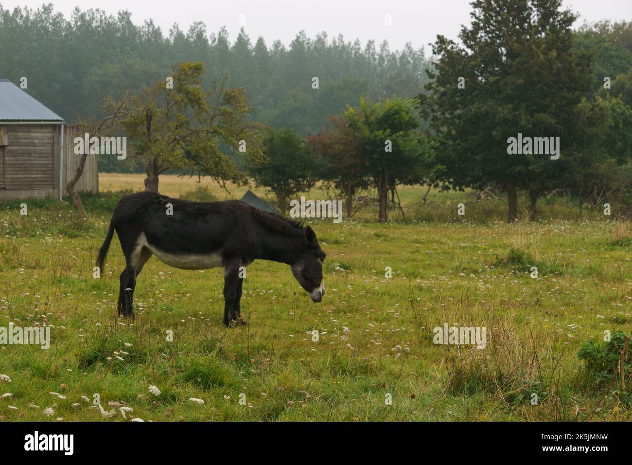 Black donkey grazing on a green meadow Stock Photo - Alamy