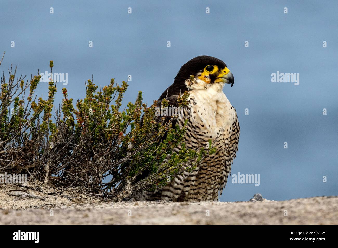 Peregrine Falcon perched on ocean cliff top, Royal National Park Sydney ...