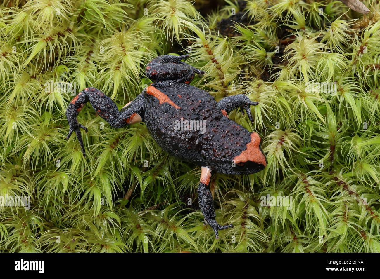 Australian Red-crowned Toadlet on moss Stock Photo - Alamy