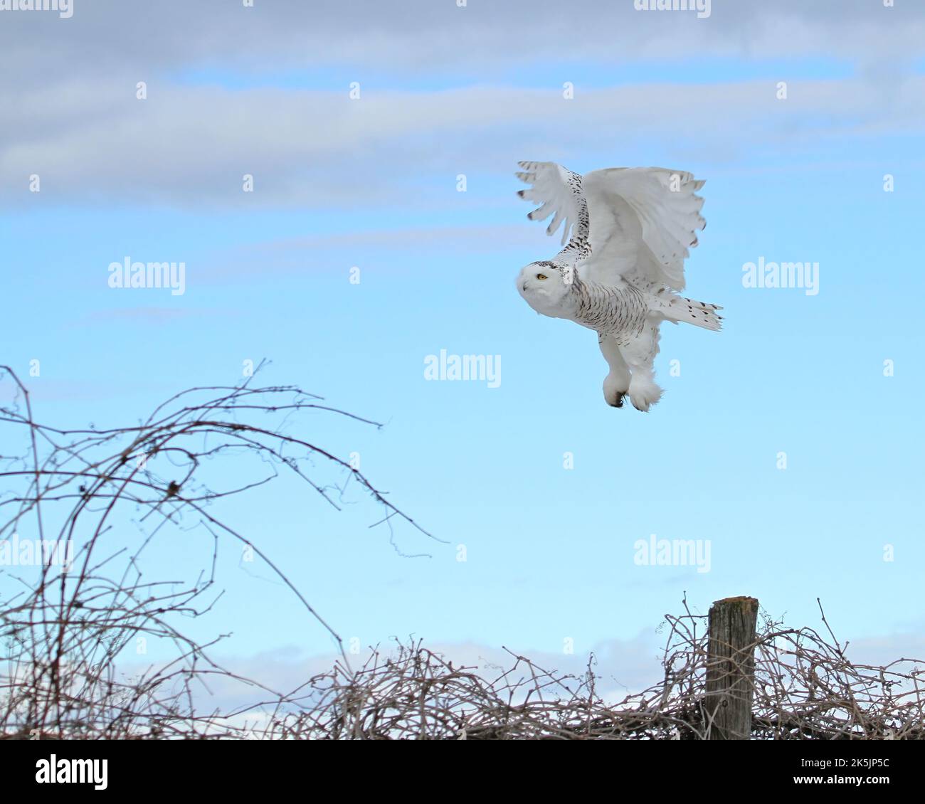 Canada snow ghost hi-res stock photography and images - Alamy