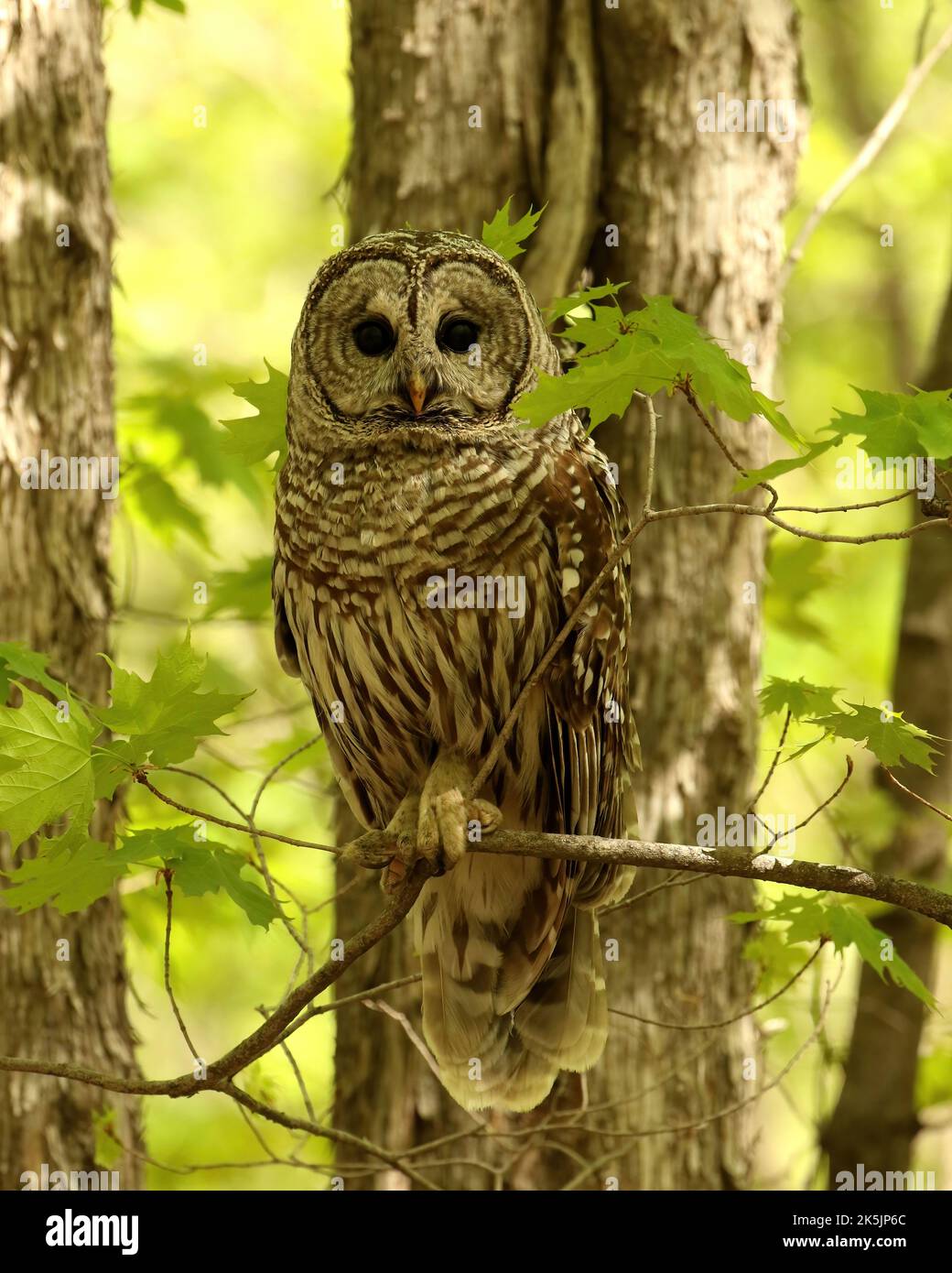 Female Barred Owl Stock Photo Alamy female-barred-owl-stock-photo-alamy