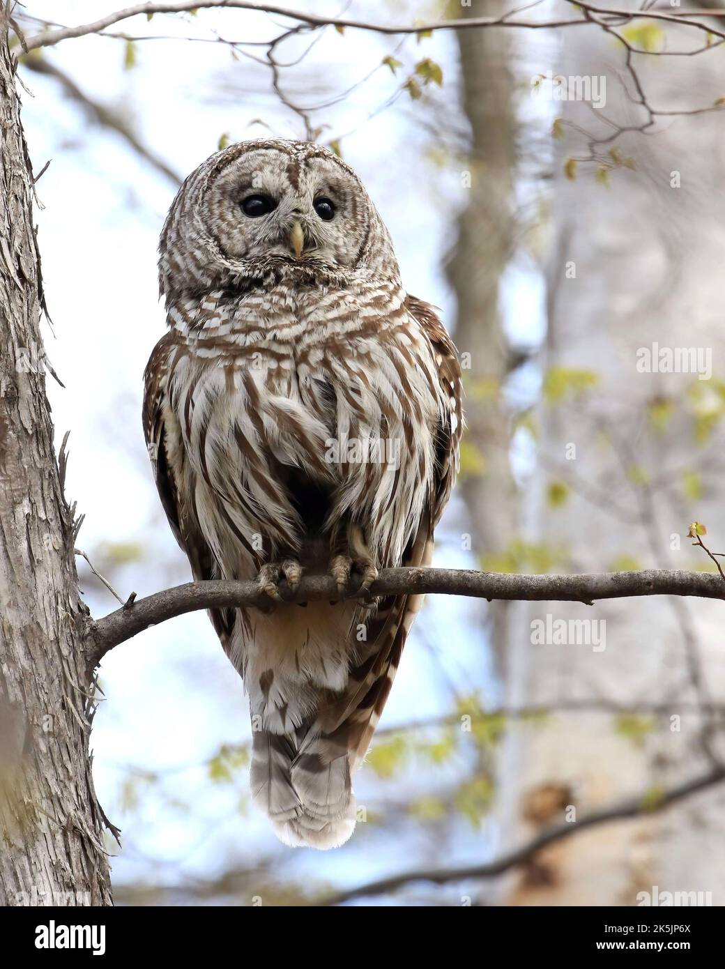 Female barred owl Stock Photo - Alamy
