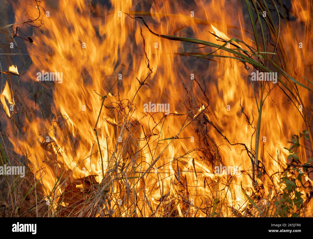 Wildfire disaster in tropical forest caused by human Stock Photo - Alamy