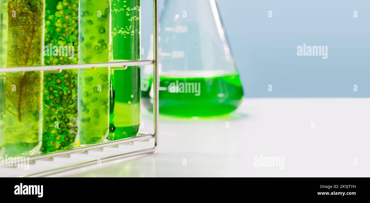 Algae fuel biofuel industry lab researching for alternative to fossil ...