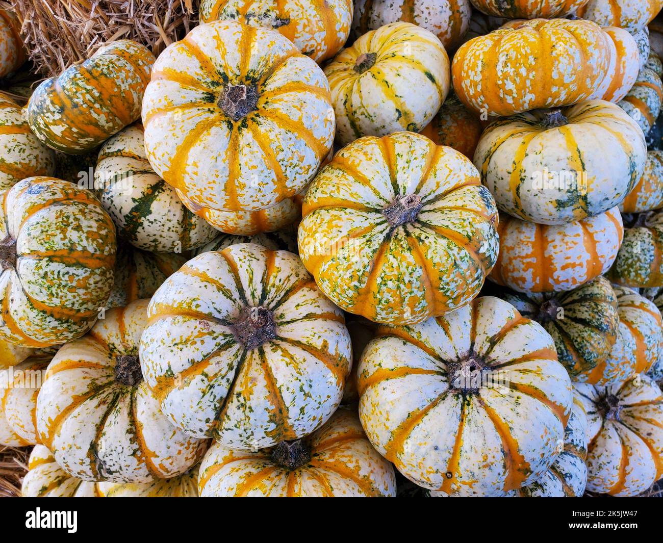 A pile of small squash tiger pumpkins for Halloween and Fall decoration ...