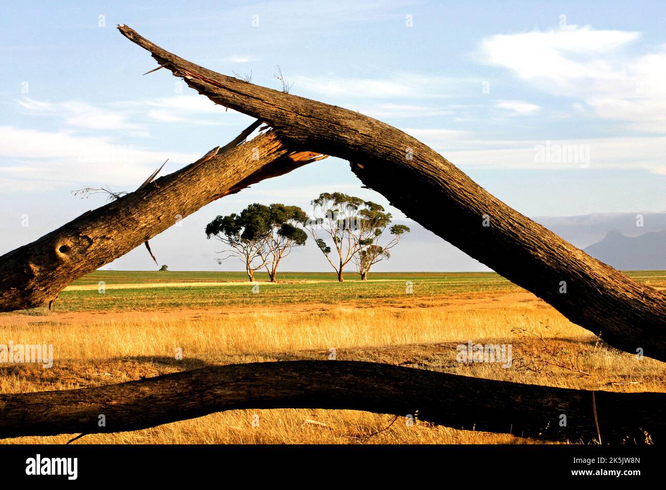Fallen tree trunk creating archway to eucalyptus trees, Southwest ...