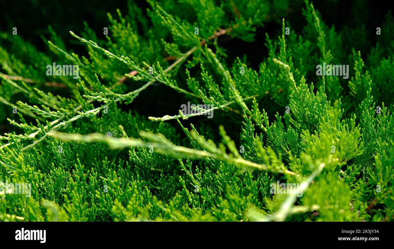 Beautiful fresh green leaves of Juniper Cossack - Juniperus sabina, is coniferous shrub Stock ...