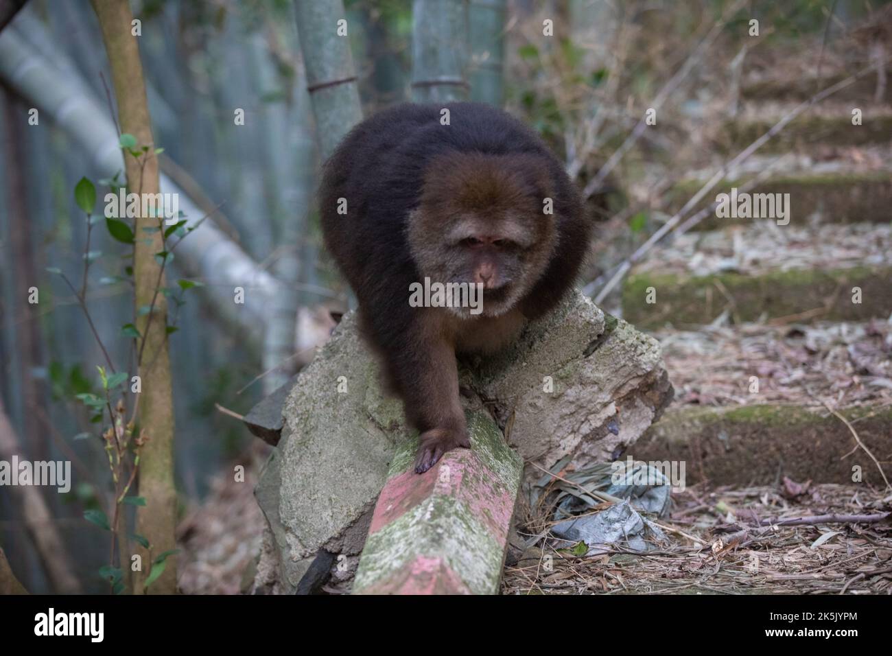 NINGBO, CHINA - OCTOBER 9, 2022 - Xing Xing, a one-armed monkey, is ...