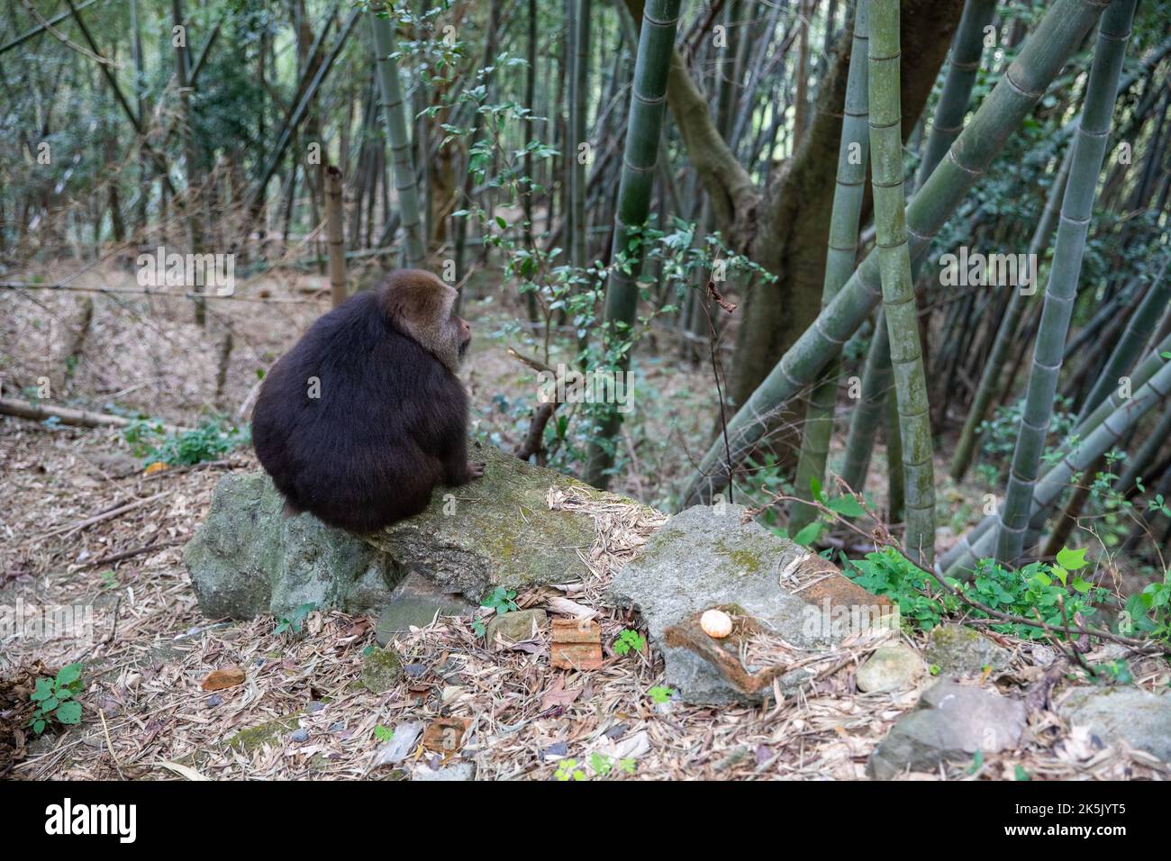 Xing xing hi-res stock photography and images - Alamy