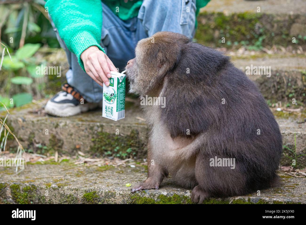 NINGBO, CHINA - OCTOBER 9, 2022 - Xing Xing, a one-armed monkey, is ...