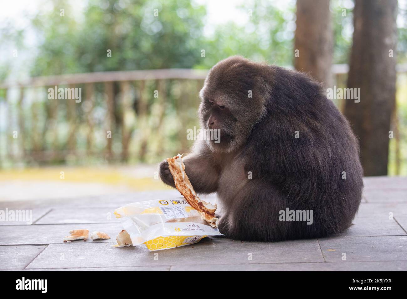 NINGBO, CHINA - OCTOBER 9, 2022 - Xing Xing, a one-armed monkey, is ...