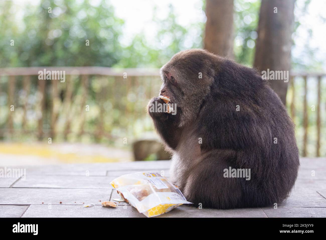 NINGBO, CHINA - OCTOBER 9, 2022 - Xing Xing, a one-armed monkey, is ...