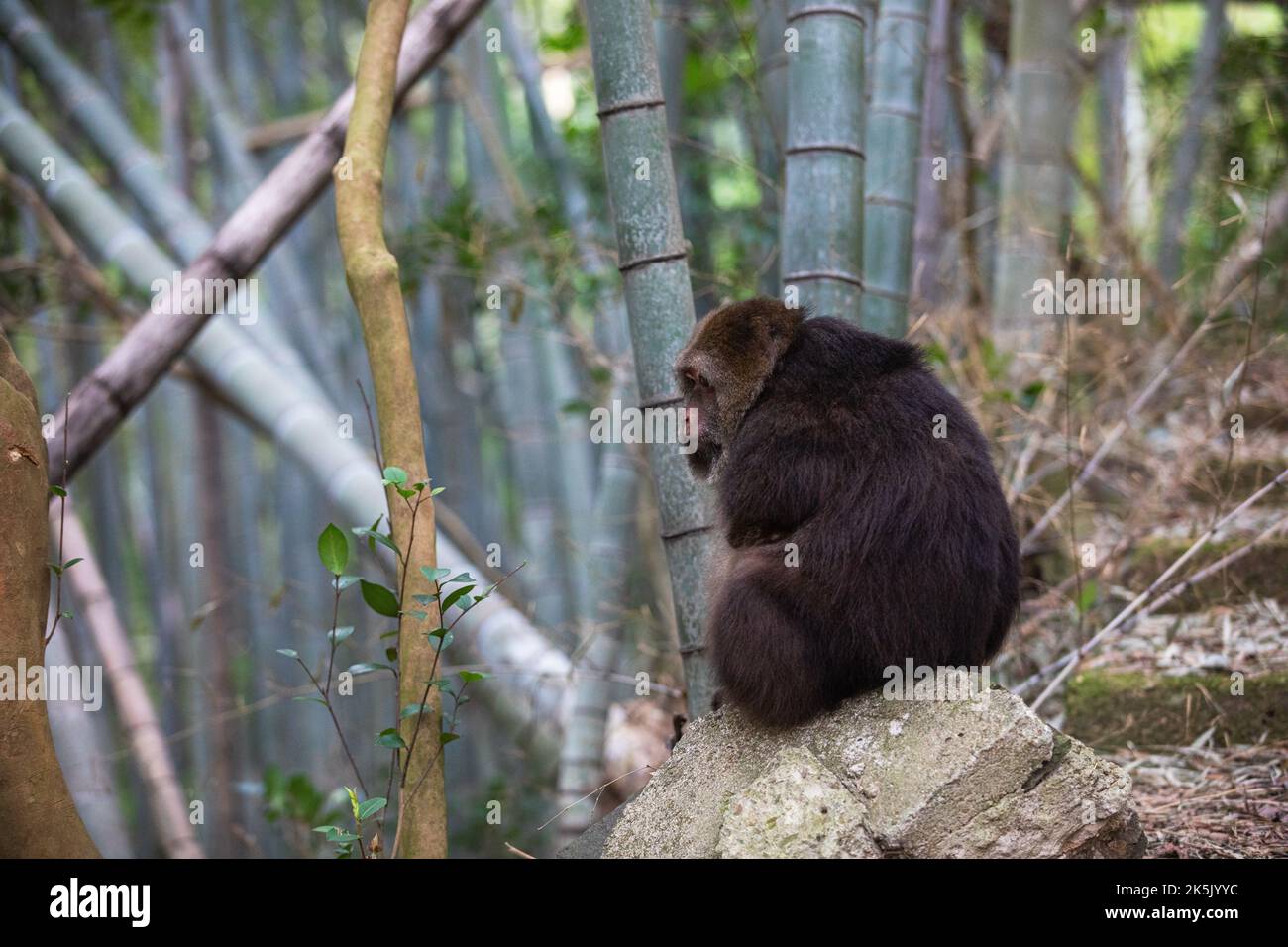NINGBO, CHINA - OCTOBER 9, 2022 - Xing Xing, a one-armed monkey, is ...