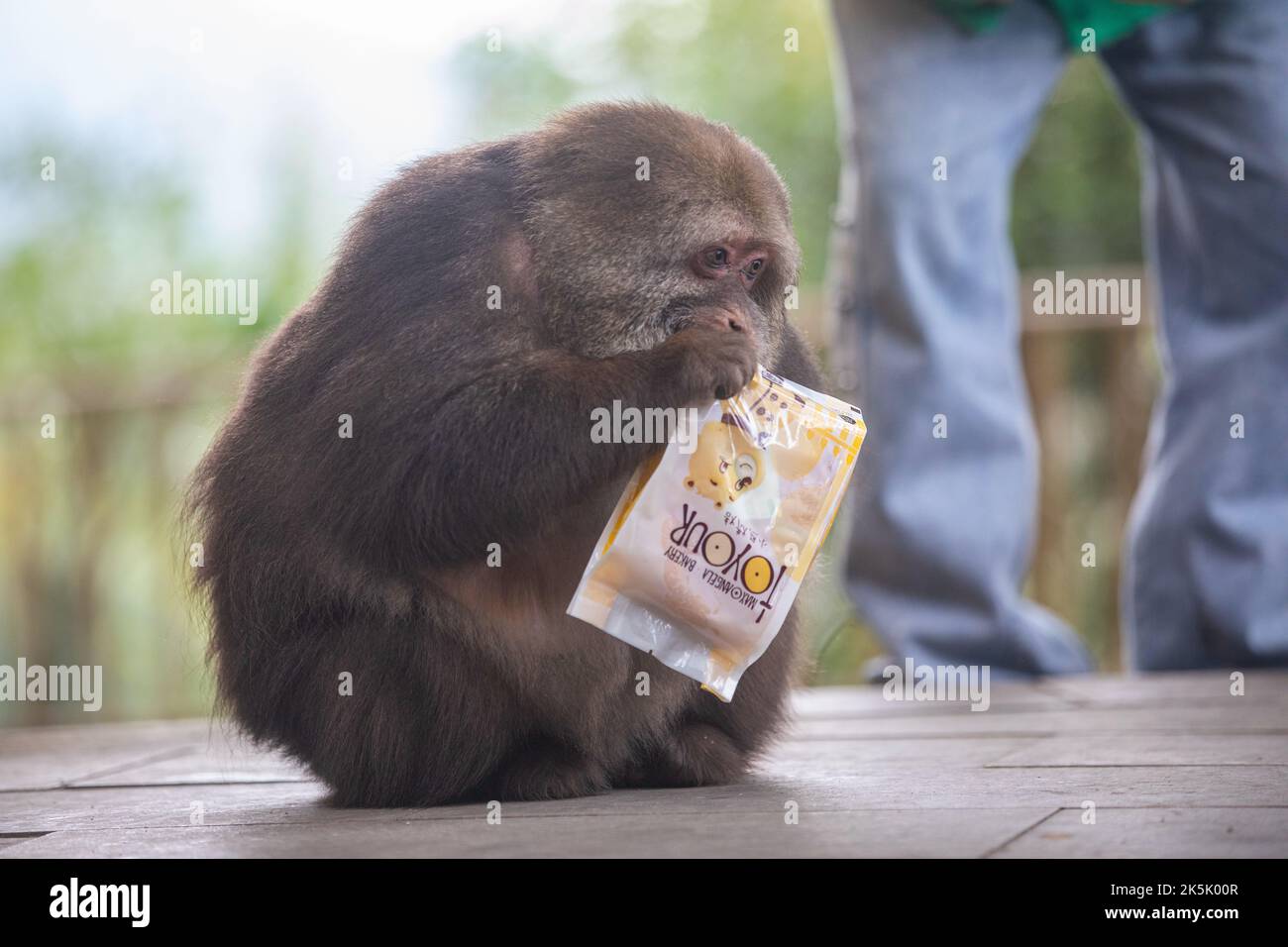 NINGBO, CHINA - OCTOBER 9, 2022 - Xing Xing, a one-armed monkey, is ...