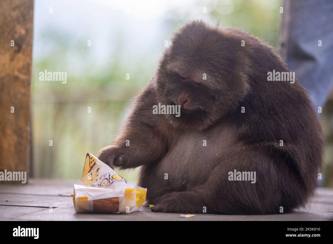 NINGBO, CHINA - OCTOBER 9, 2022 - Xing Xing, a one-armed monkey, is ...