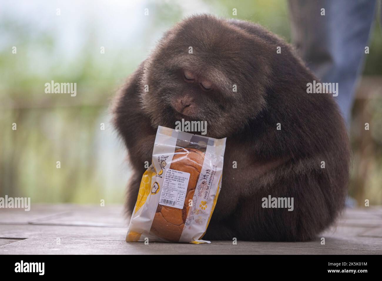 NINGBO, CHINA - OCTOBER 9, 2022 - Xing Xing, a one-armed monkey, is ...