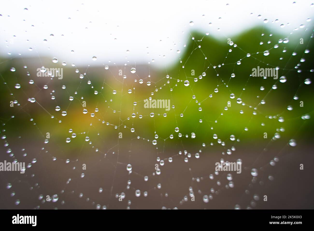 Raindrops on a cobweb close-up on a blurred background. Beautiful ...