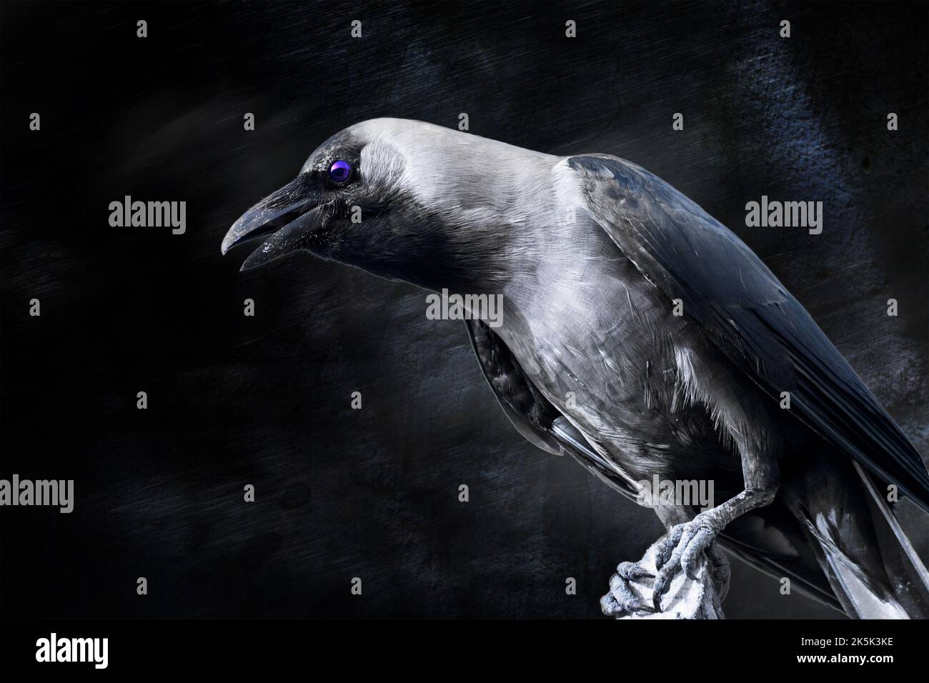 Low key portrait of a black raven isolate on a black background Stock ...