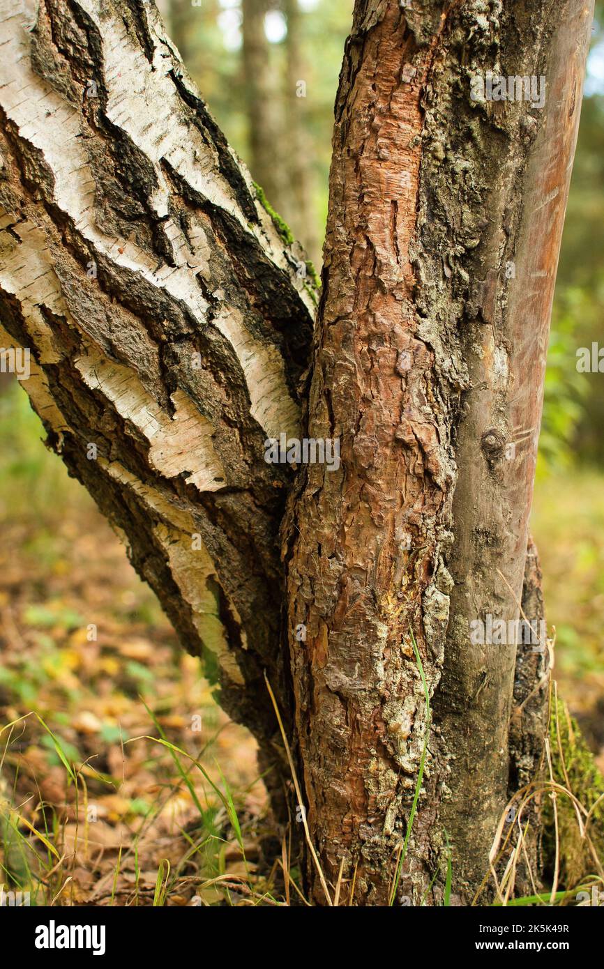 A vertical shot of crossing trees with old wooden trunks in a forest in ...
