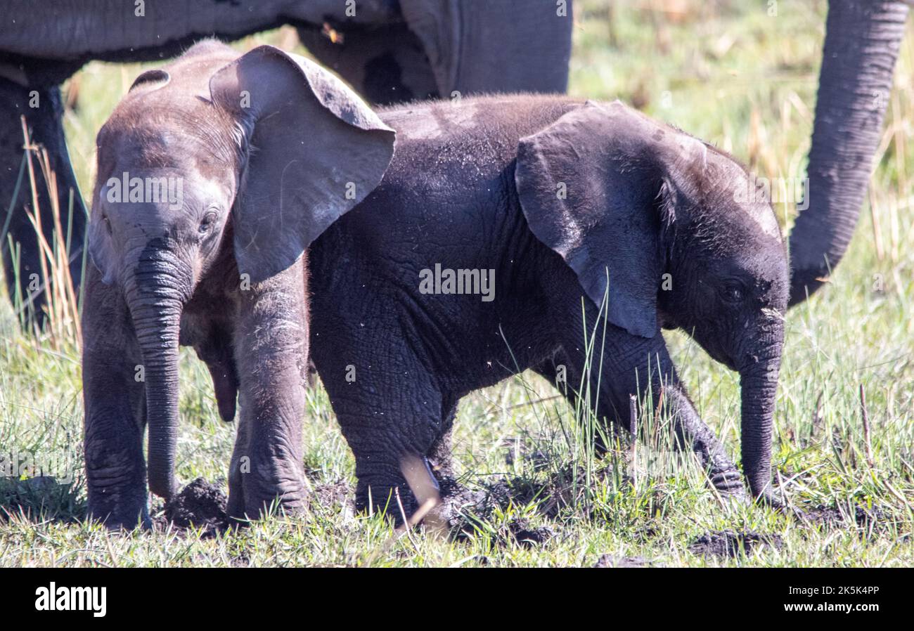 African elephant family group using a mud bath to cool down and control ...