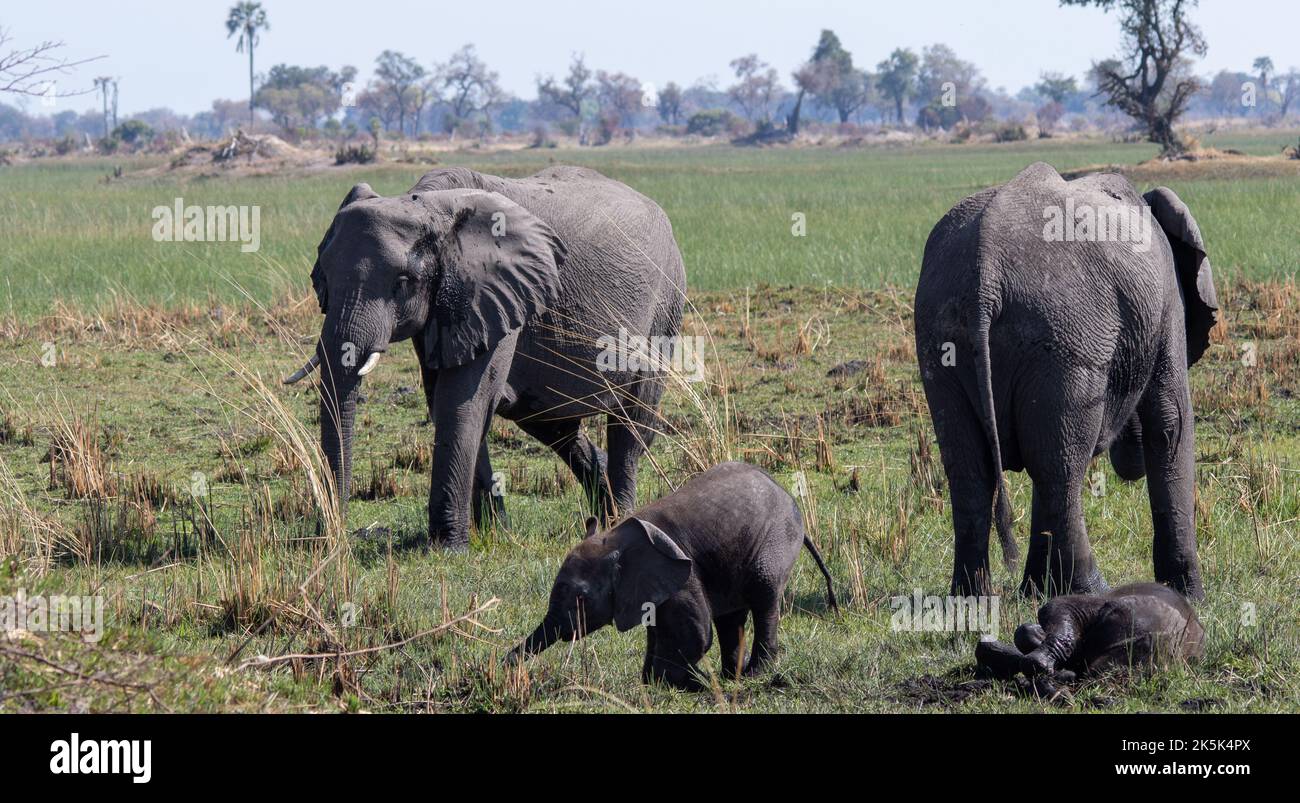 African elephant family group using a mud bath to cool down and control ...