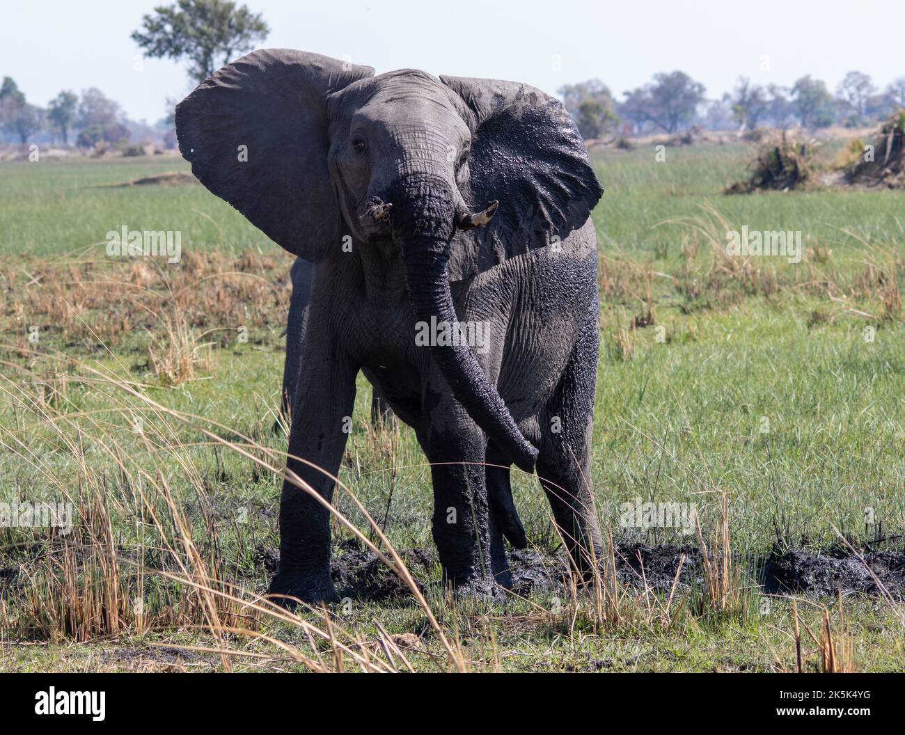 African elephant family group using a mud bath to cool down and control ...