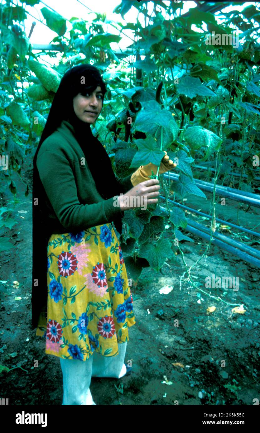 Womens agricultural co-operative in Iraq, 1980 Stock Photo - Alamy
