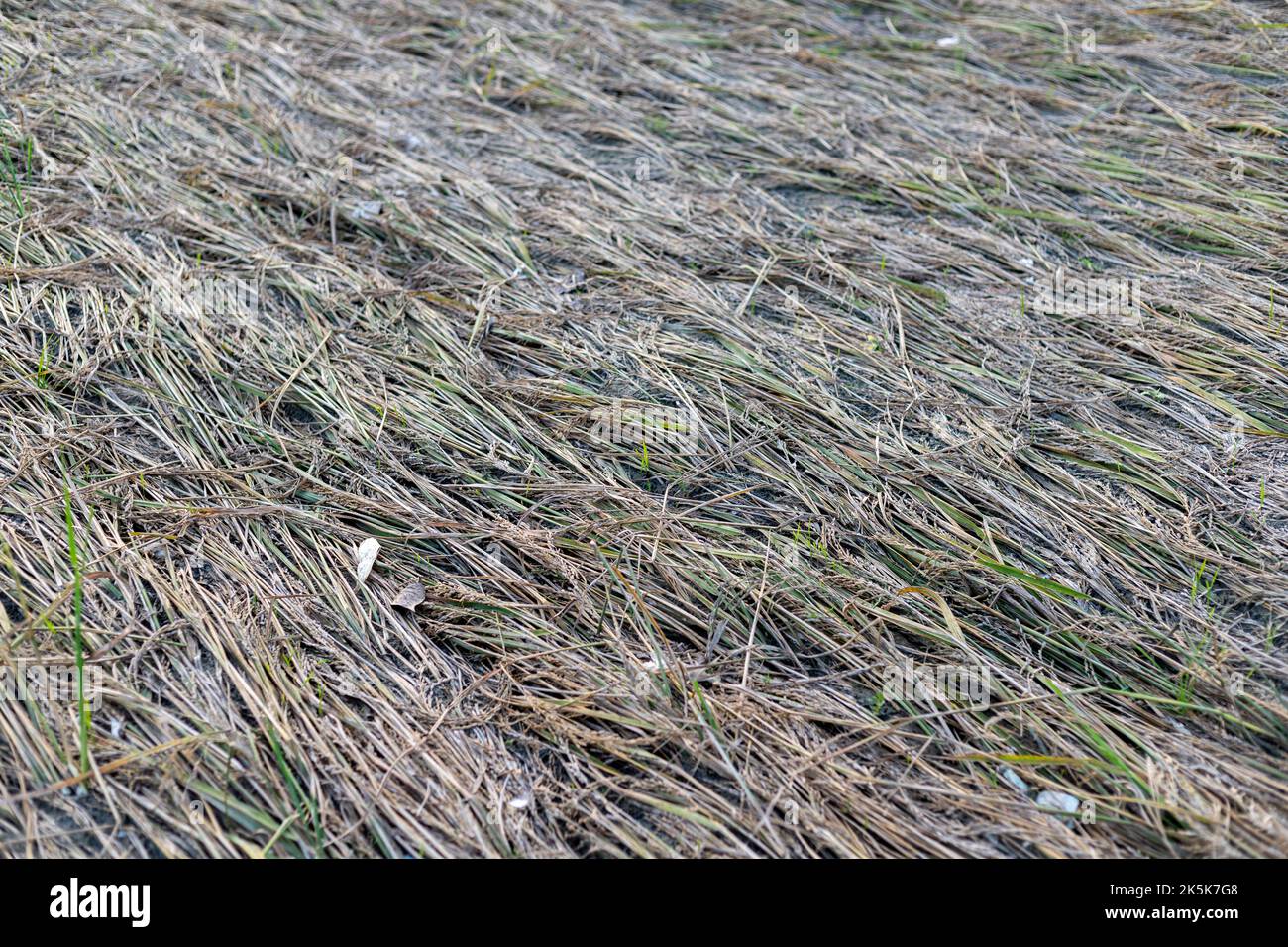 Flooding crop land hi-res stock photography and images - Alamy
