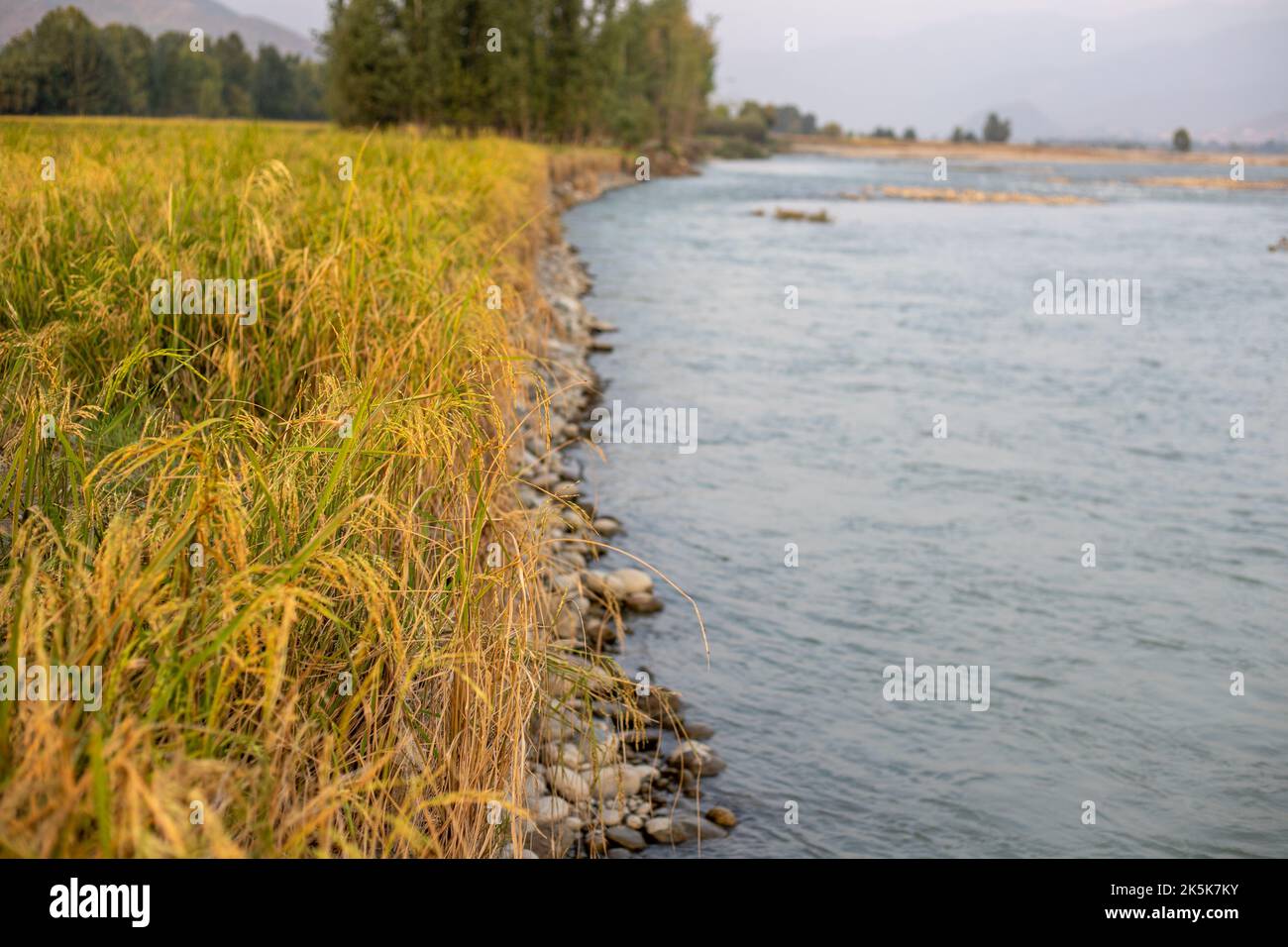 Water runoff on the rice fields and soil erosion alone the river bank ...