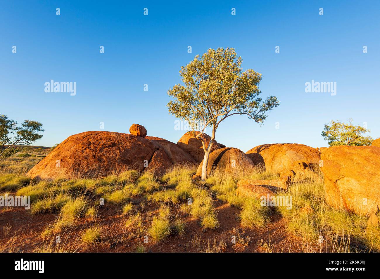 Spinifex, red earth and single tree in front of eroded granite boulders ...