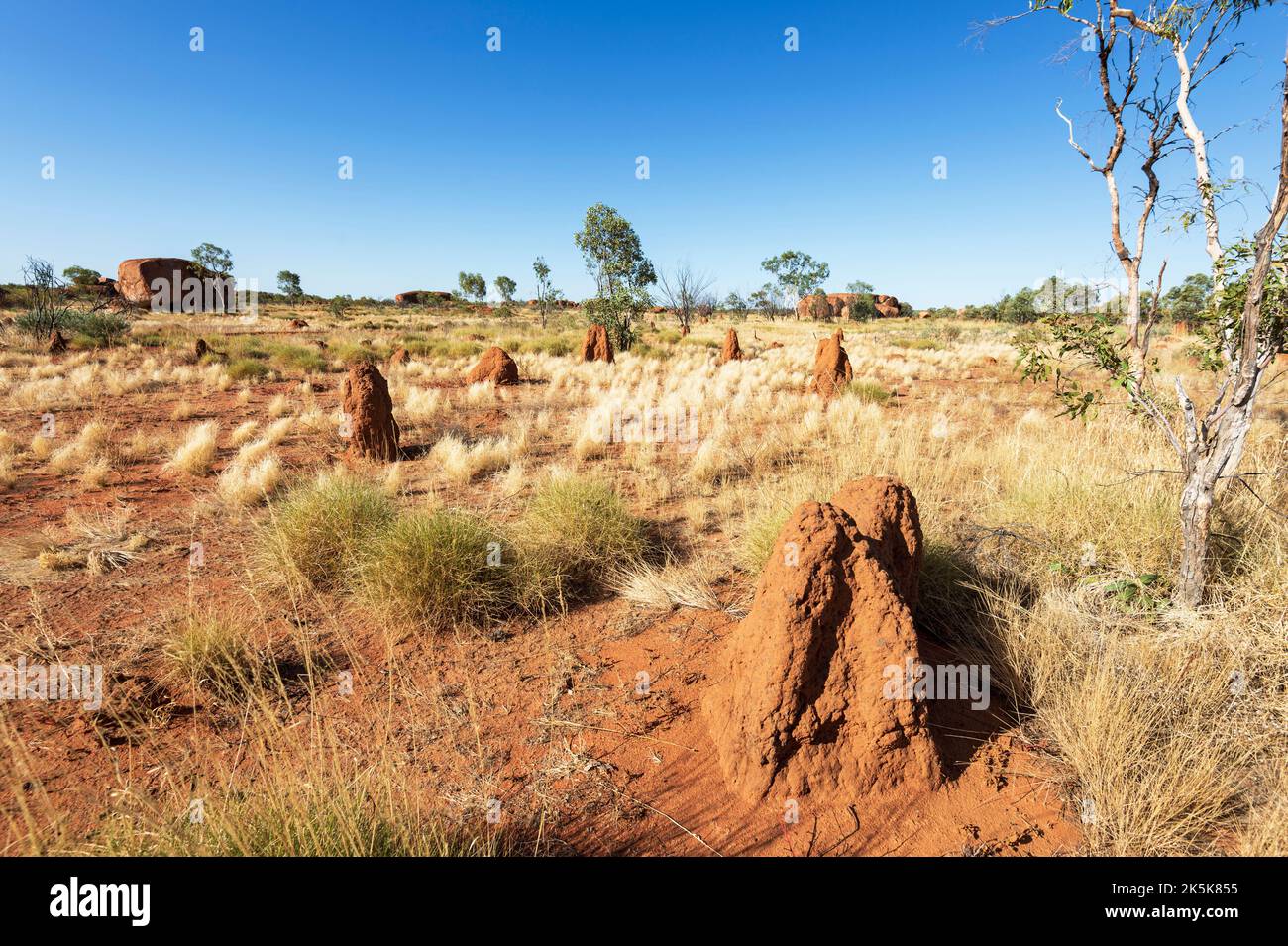 Scenic view of termite mounds, red earth and yellow grasses in the ...