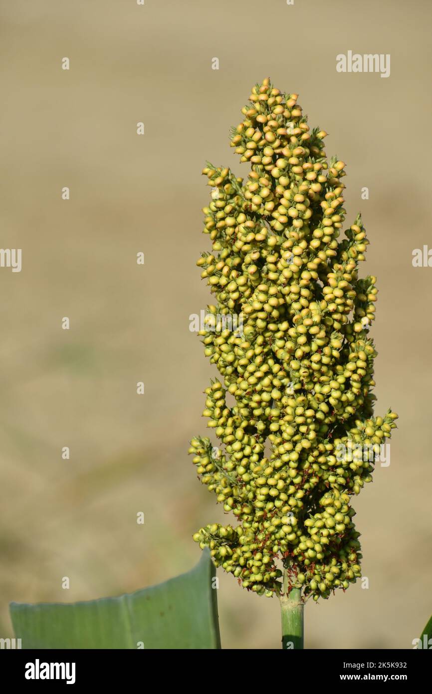 Sorghum grain a potential food source and biofuel Stock Photo - Alamy