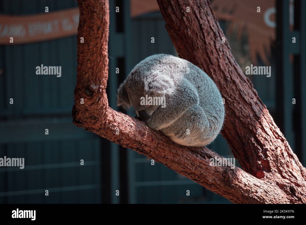 A closeup of an adorable koala lying on a tree branch Stock Photo - Alamy