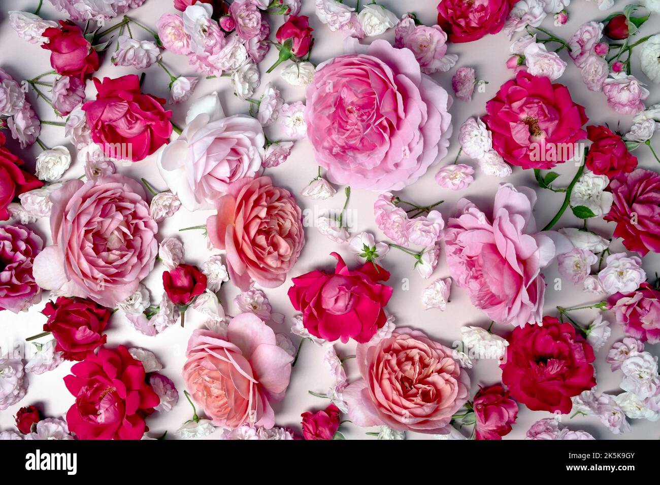 soft pastel pink roses on a pink background. Floral frame of pink ...