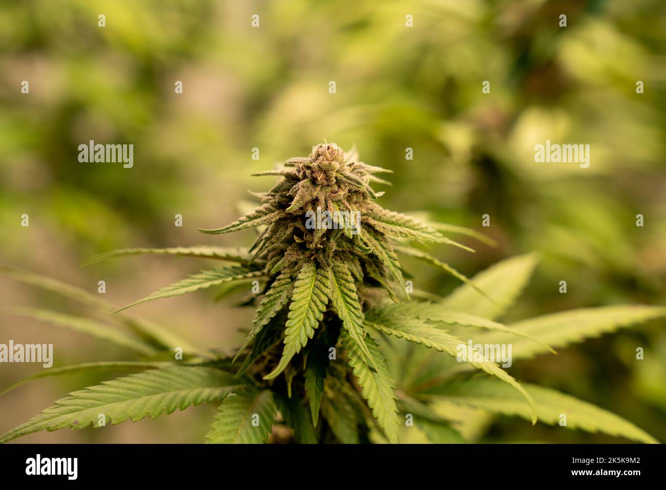 Close up of marijuana flower bud. Commercial Marijuana Grow Operation ...