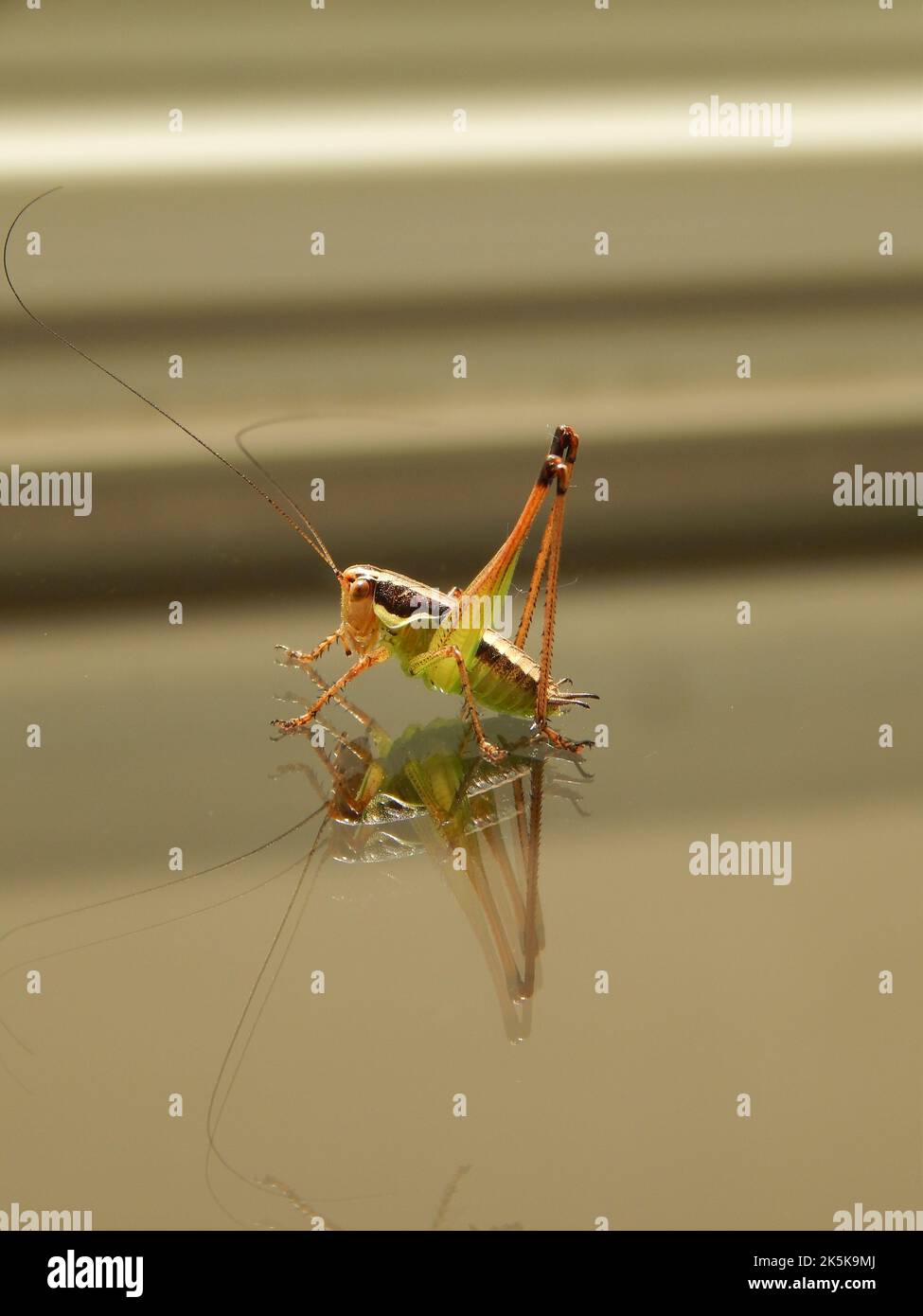 A vertical shot of grasshopper on reflective surface Stock Photo - Alamy