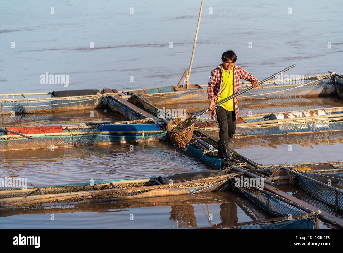 Asian fisherman working at ponds and cages of tilapia fish, freshwater ...