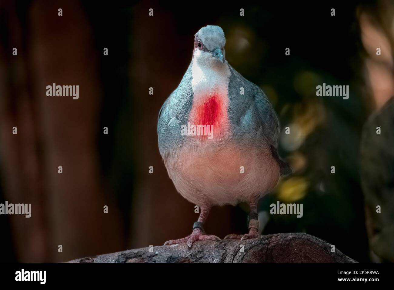 Blood chested hi-res stock photography and images - Alamy
