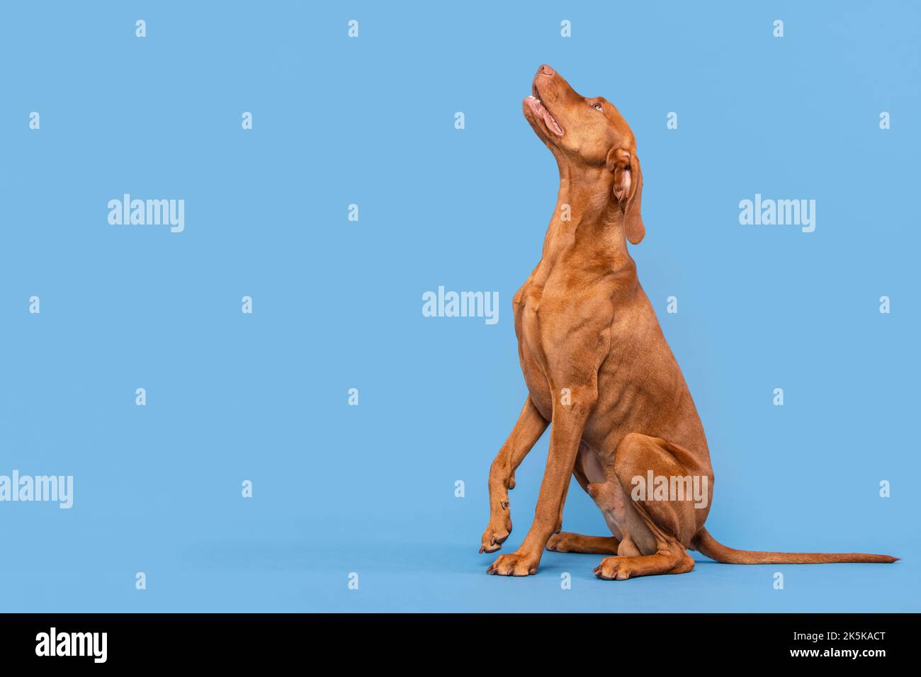 Beautiful hungarian vizsla dog full body studio portrait. Dog sitting ...